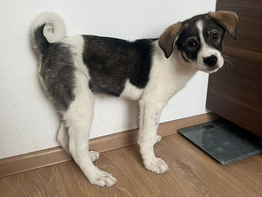 Собака в добрые руки