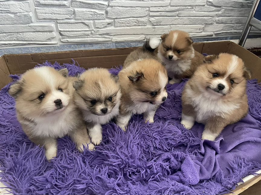 Щенки шпица