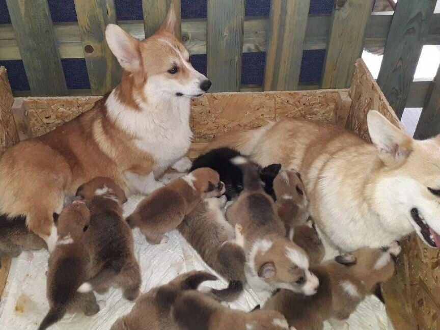 Вельш-корги пемброк. Щенки
