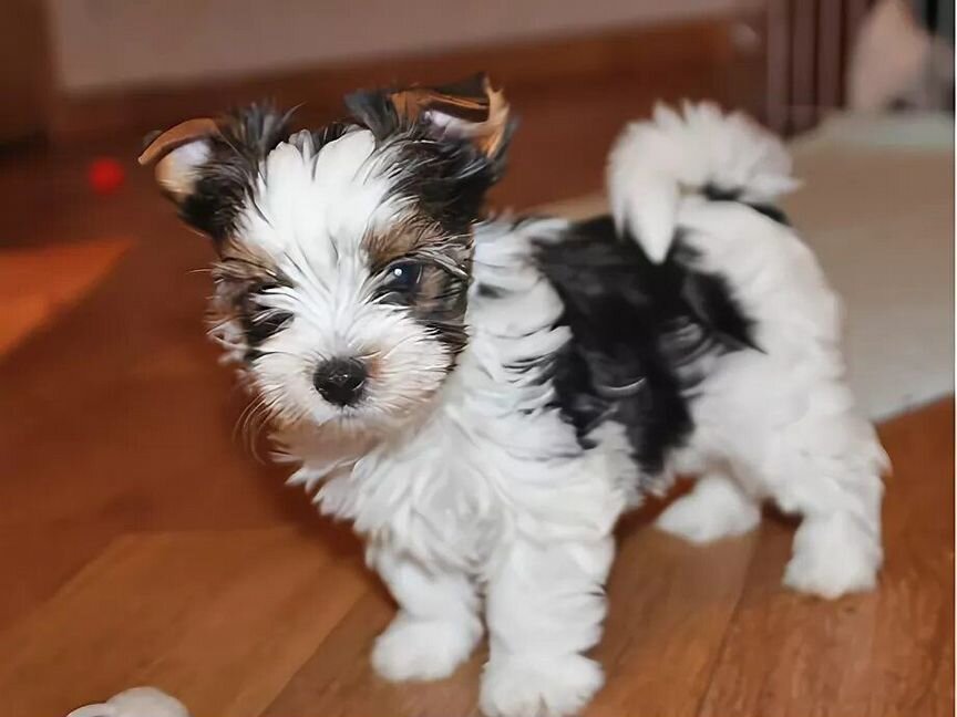 Бивер мини. Девочка 4 месяца