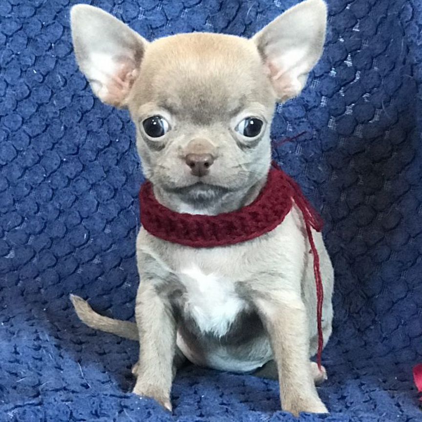 Чихуахуа мини девочка
