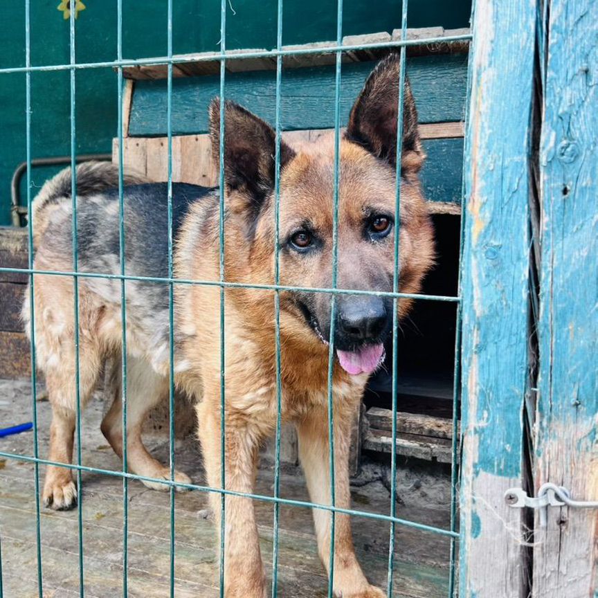 Немецкая овчарка охранник в частный дом