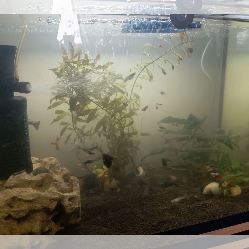 Самцы гуппи ассорти