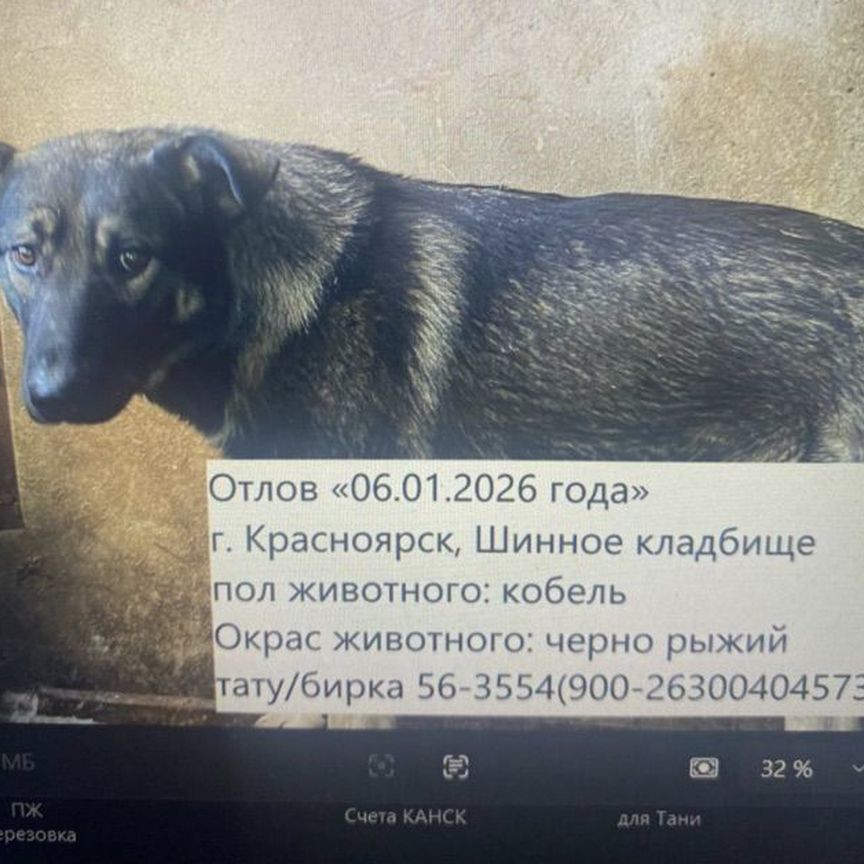 Щенок в добрые руки