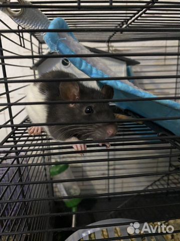 Крыска дамбо с клеткой