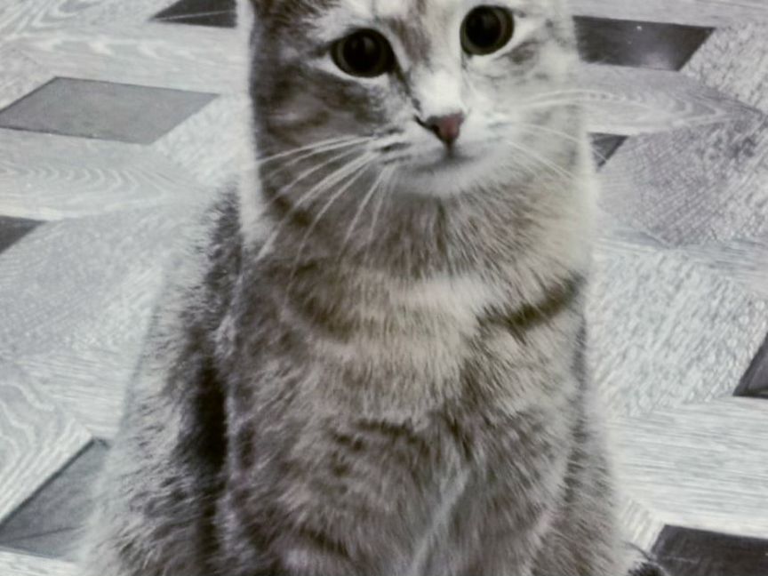 Кошечка Маня