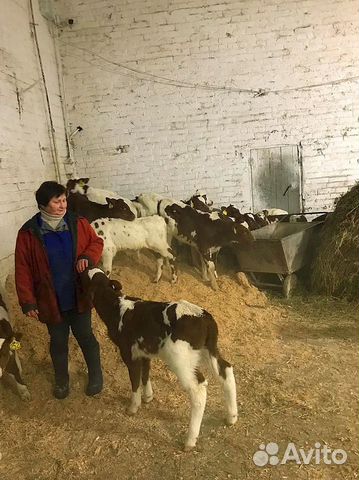 Телята, бычки, тёлочки породистые