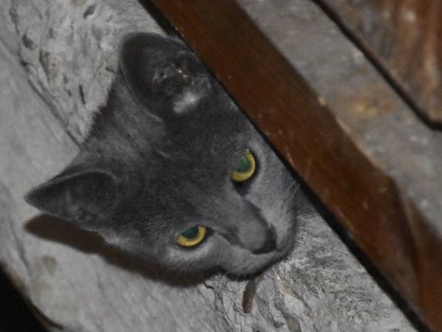 Котят отдам бесплатно в добрые руки