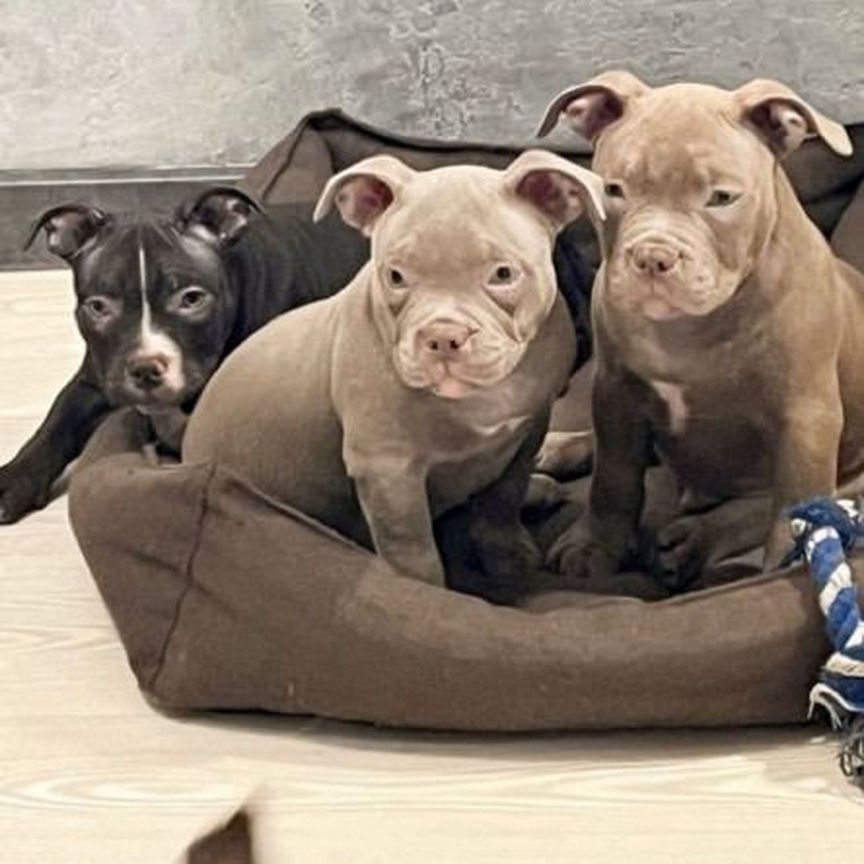 Щенки американского булли