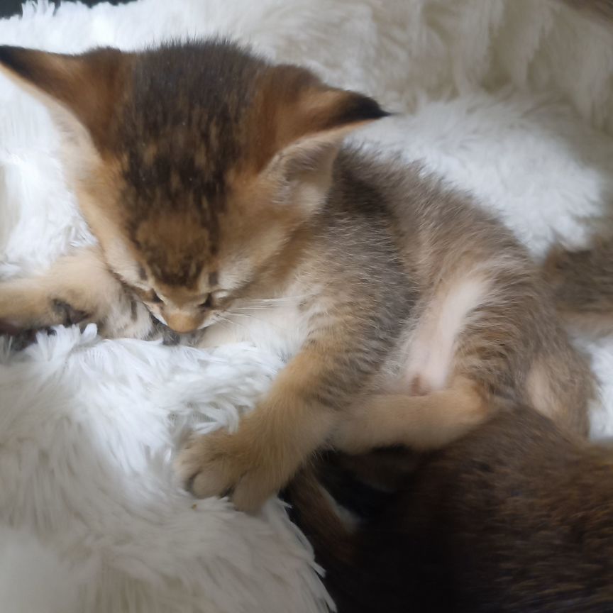 Чаузи котёнок