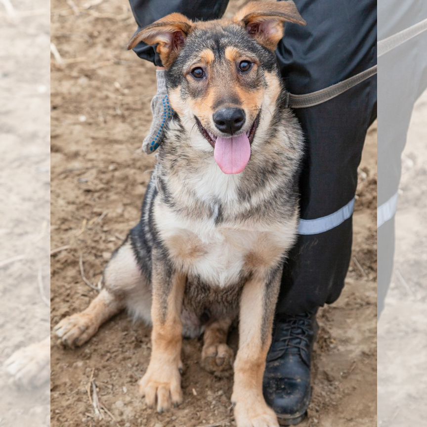 Щенок в добрые руки