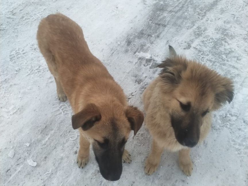 Щенков подкинули на базу, нужен дом