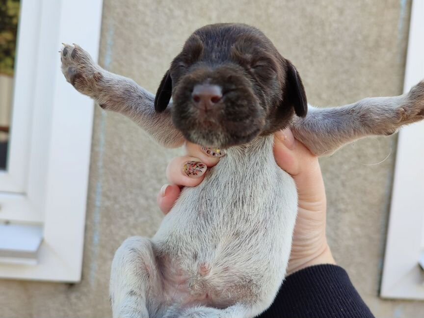 Щенки дратхаара