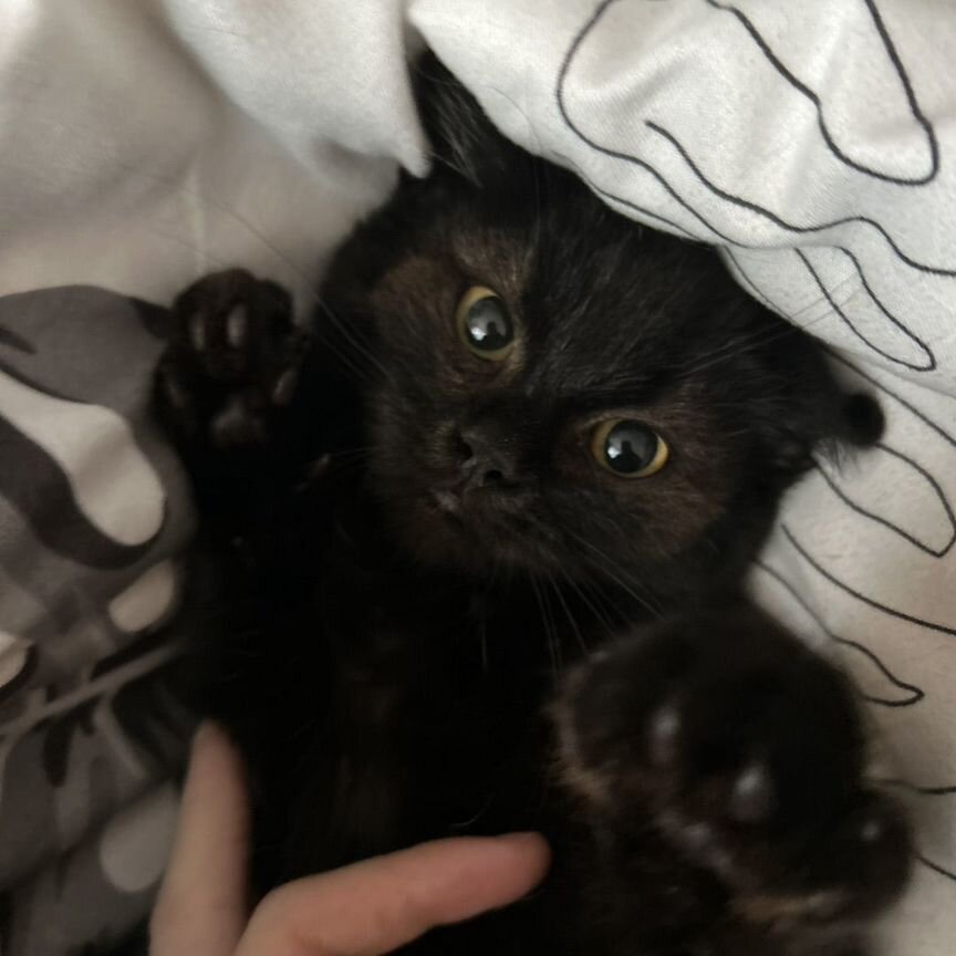 Котенок в добрые руки
