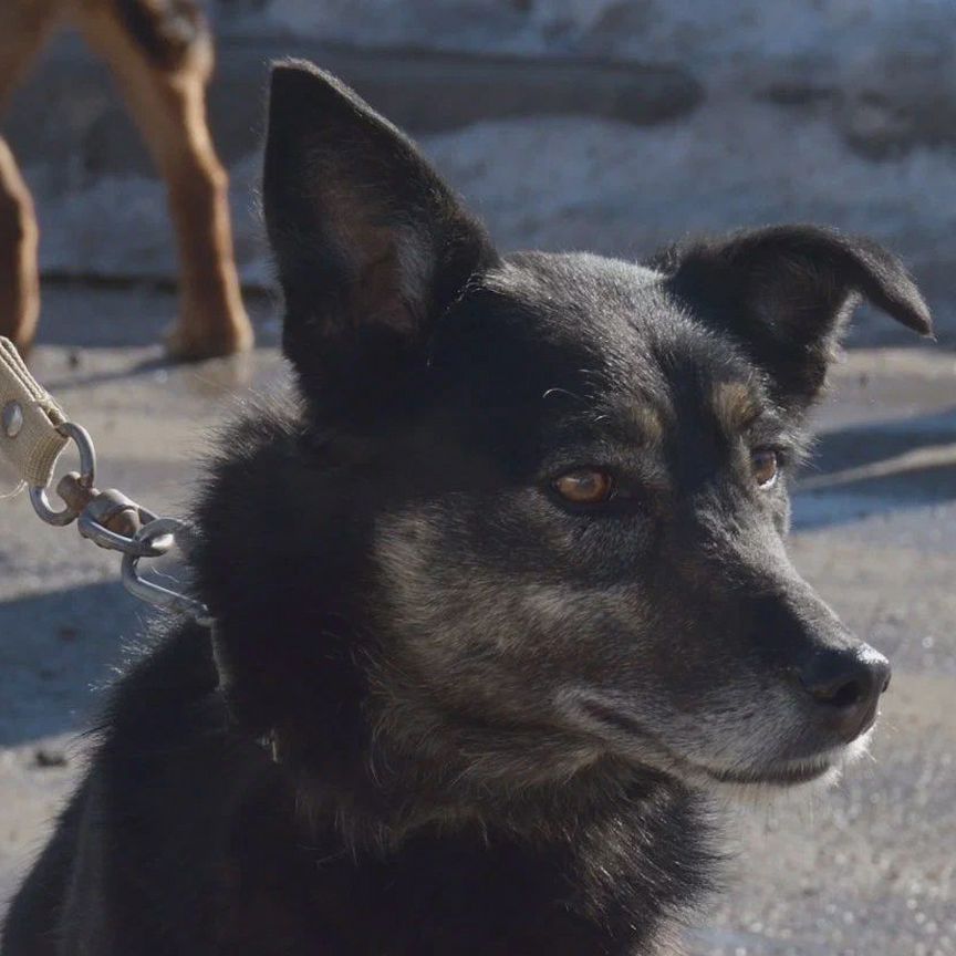 Вега в поиске дома