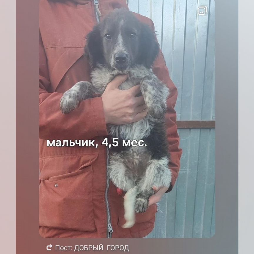 Двум щеночка м нужен временный дом