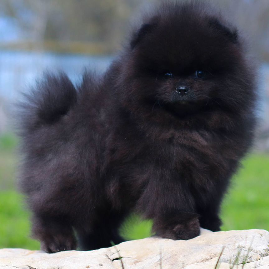 Немецкий шпиц, щенок