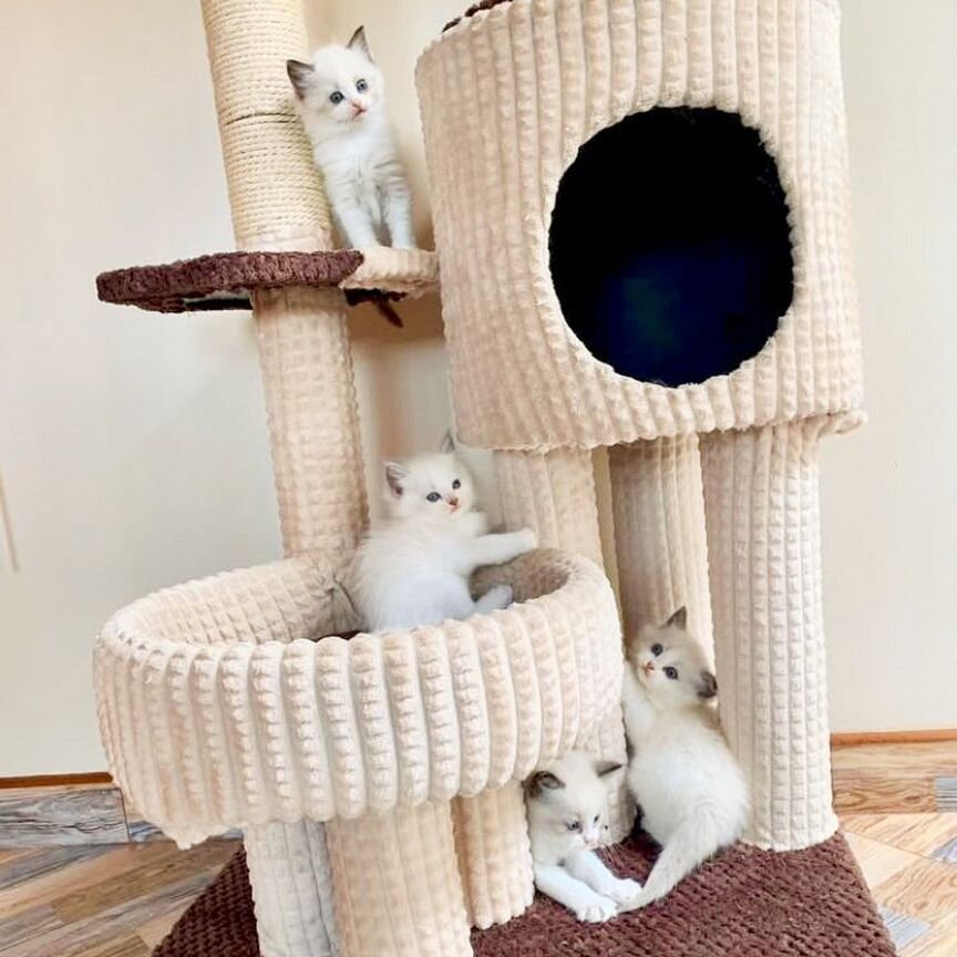 Свободны девочки Рэгдолл