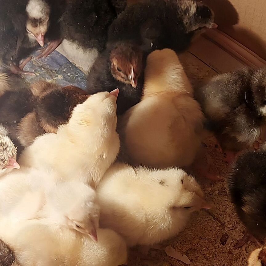 Цыплята суточные