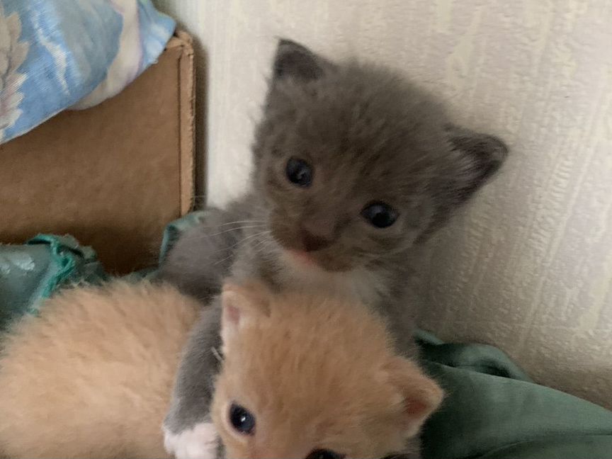 Котята в добрые руки