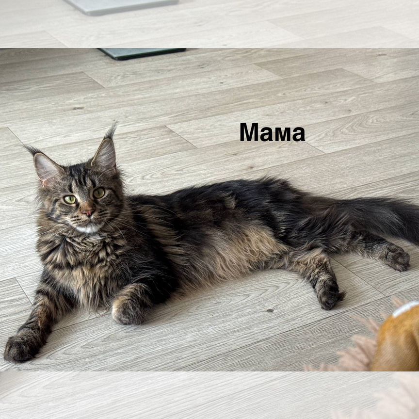 Котята мейн-кун