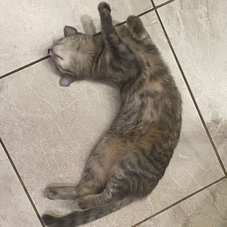 Котёнок в добрые руки