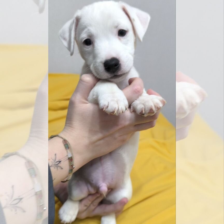 Джек-рассел-терьер, щенок