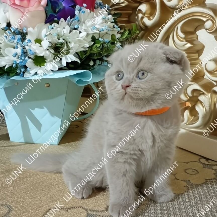 Шотландский вислоухий короткошёрстный котёнок