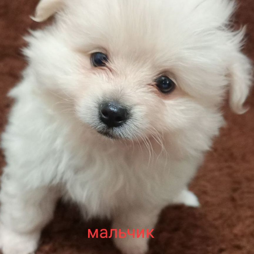 Щенки шпица