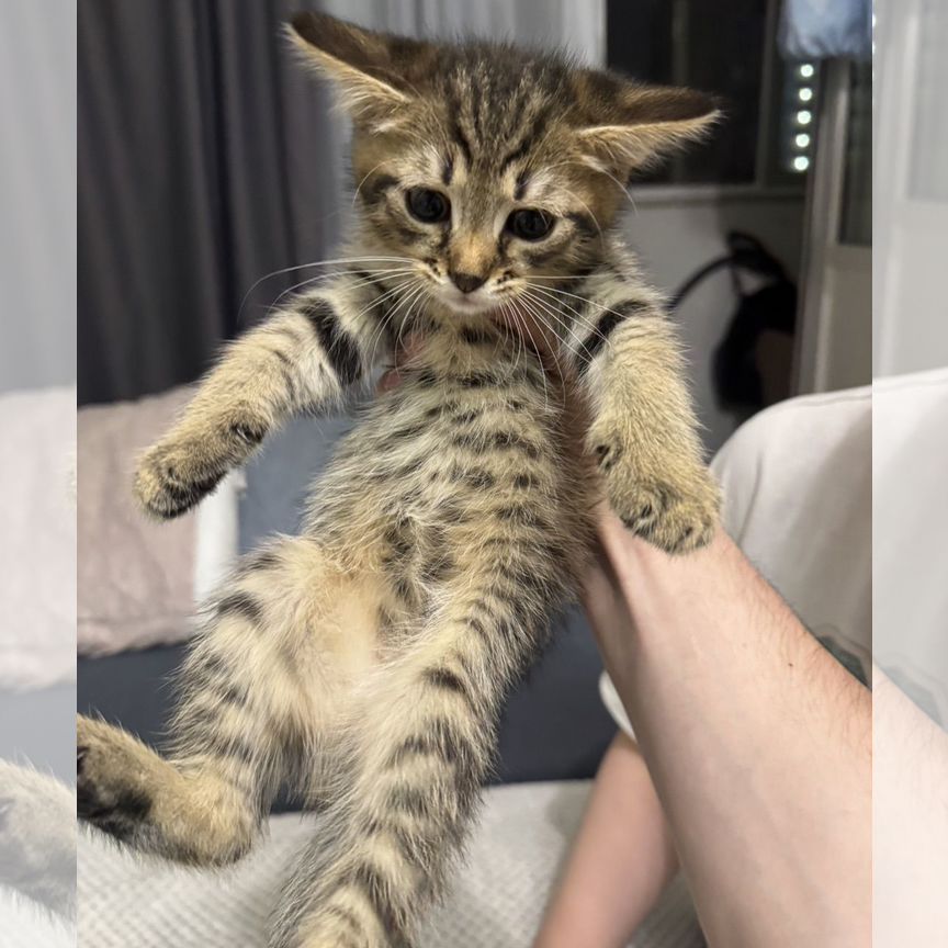 Котёнок в добрые руки