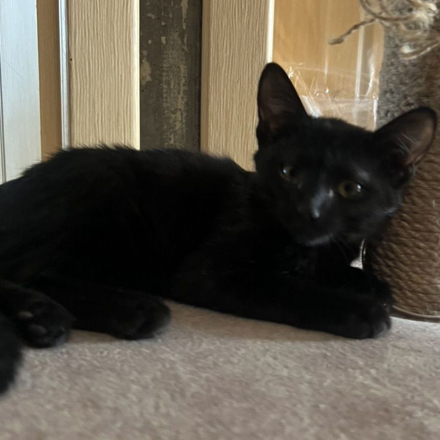 Котенок