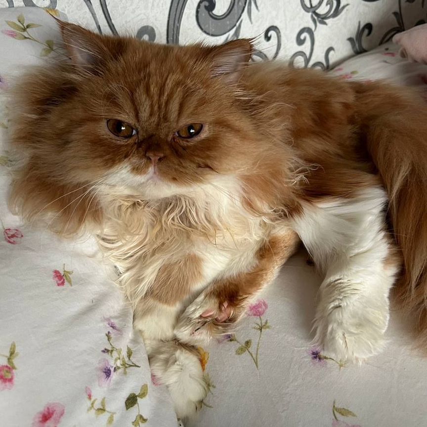 Персидский котёнок