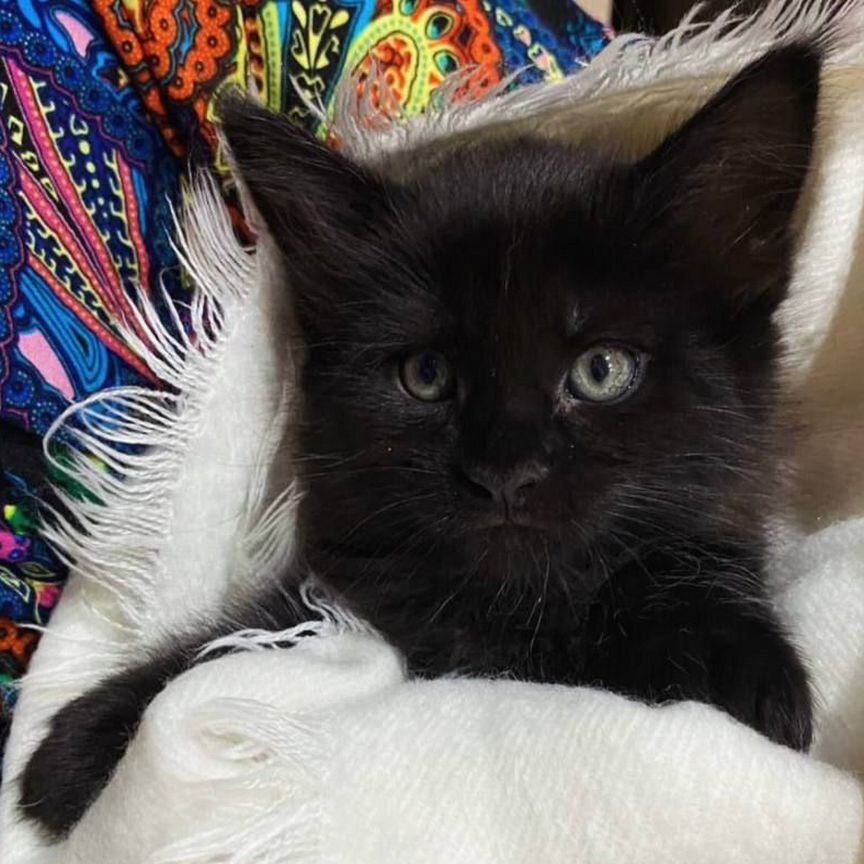 Мейн-кун котёнок