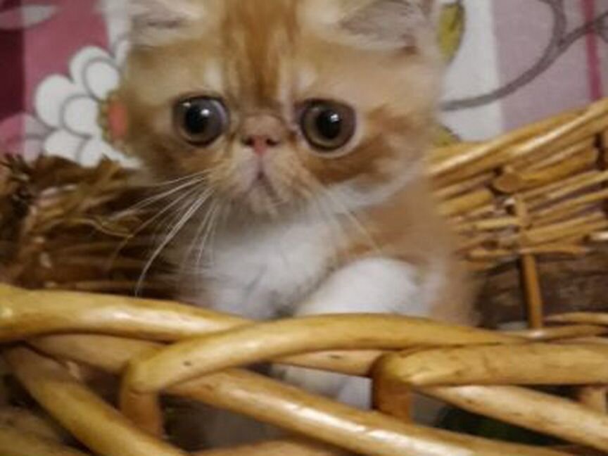 Питерские котята-домовята