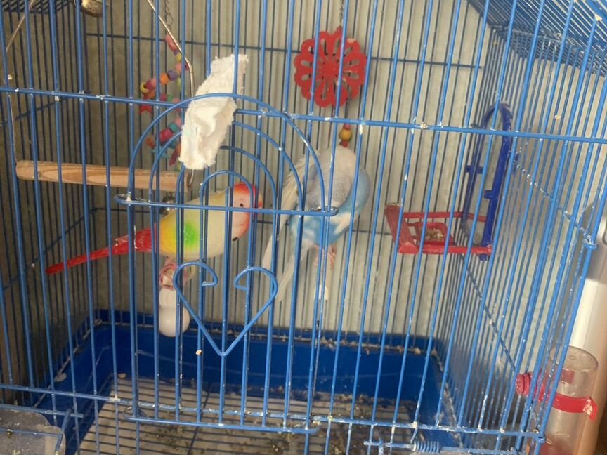 Попугай супер герой