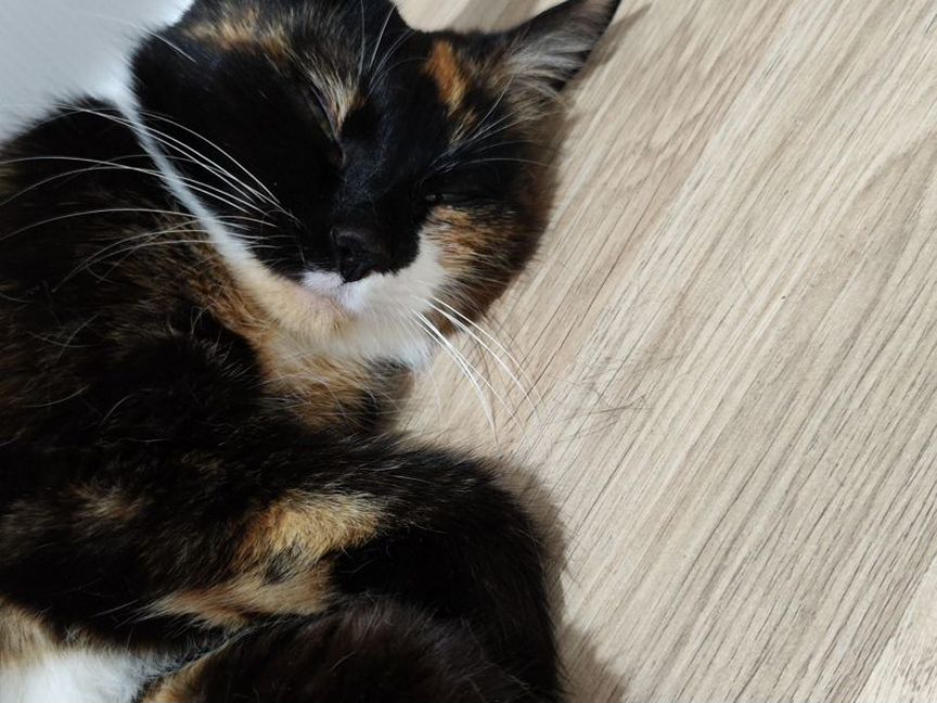 Кошка в дар