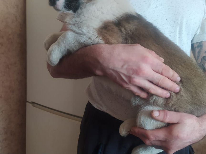 Щенок на охрану