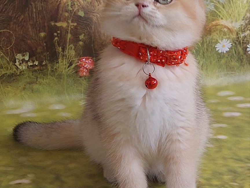 Шотландская вислоухая кошечка золотая шиншилла