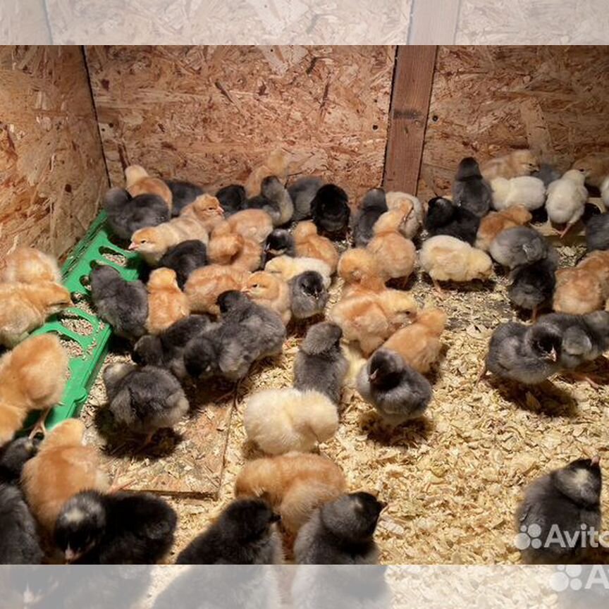 Цыплята несушки