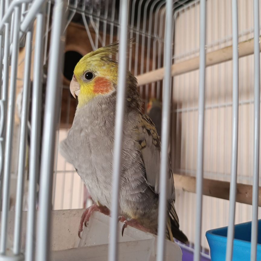 Попугай корелла