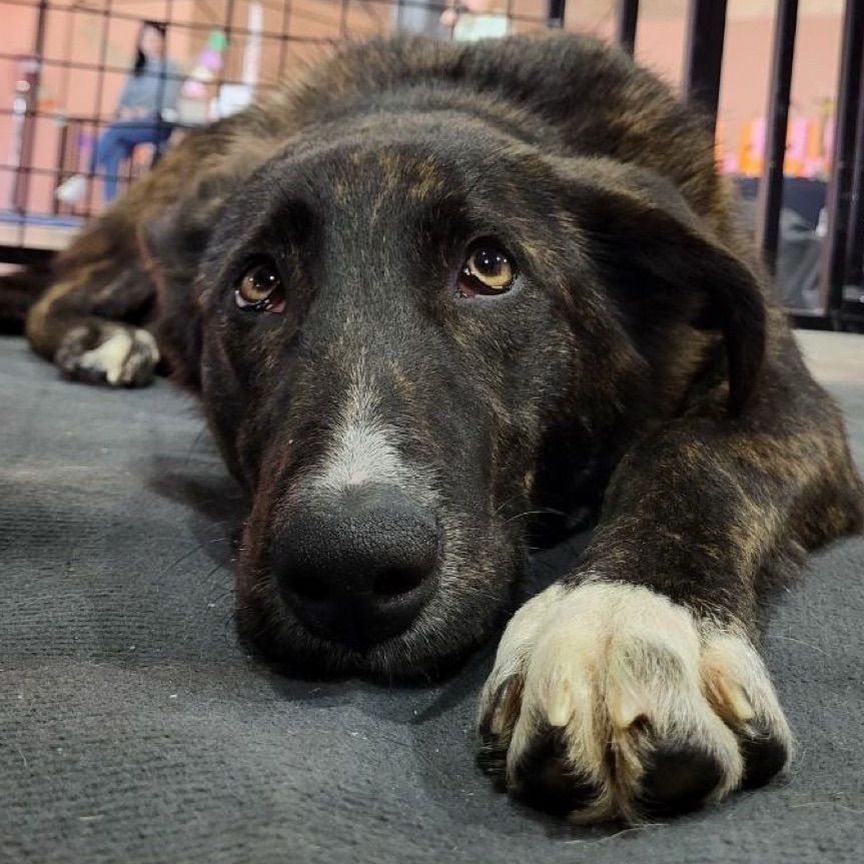 Щенок в добрые руки