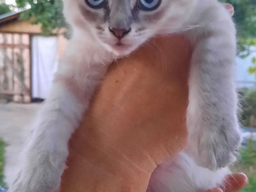 Кошка
