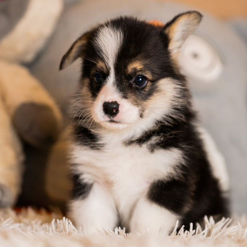 Вельш Корги Пемброк, щенок