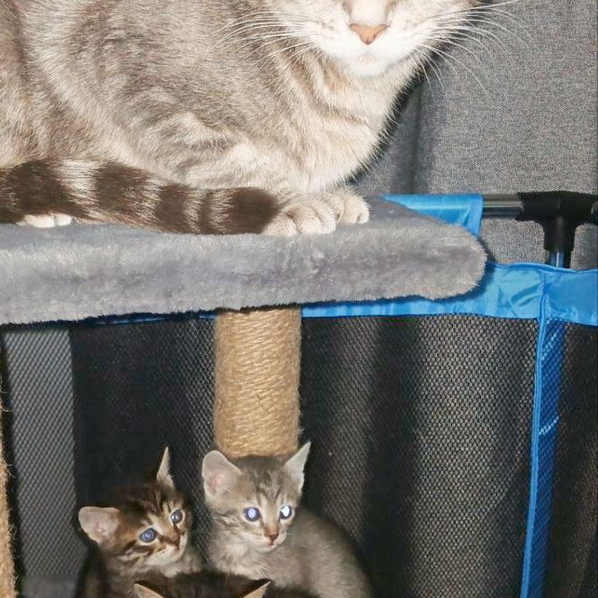 Продам котят