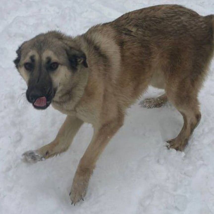 Метис овчарки годовалая собака в добрые руки