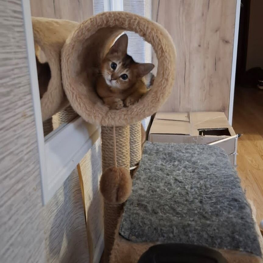 Абиссинские котята