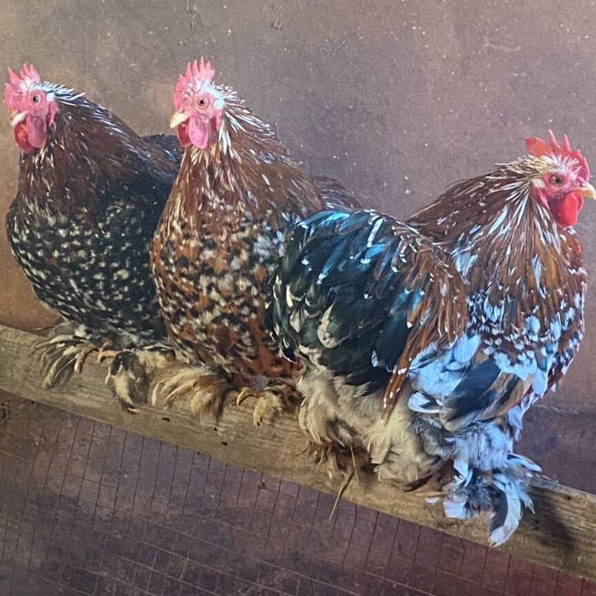 Куры карликовый кохинхин