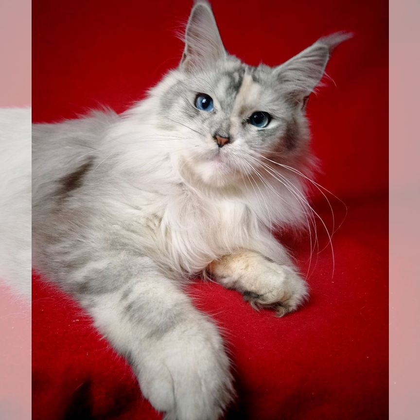 Мейн-кун котёнок