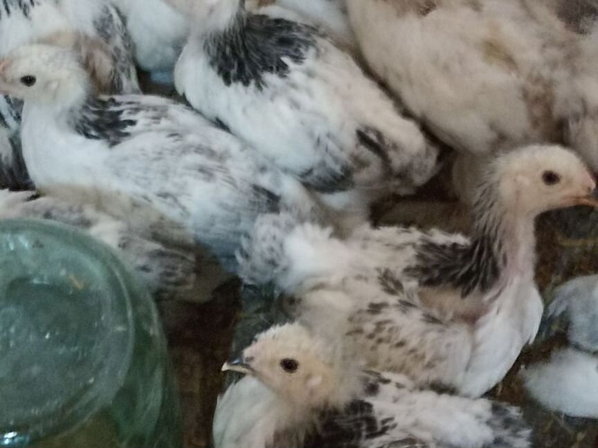 Цыплята суточные, цыплята брама,подрощенные