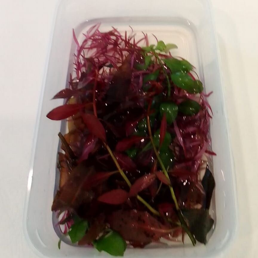 Аквариумные растения